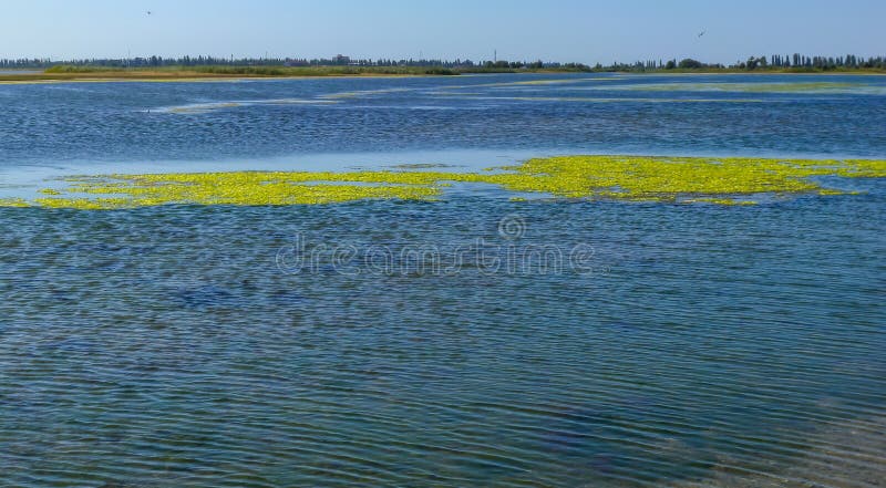 Clusters of Green Algae Ulva and Enteromorpha in a Lake in the Lower ...