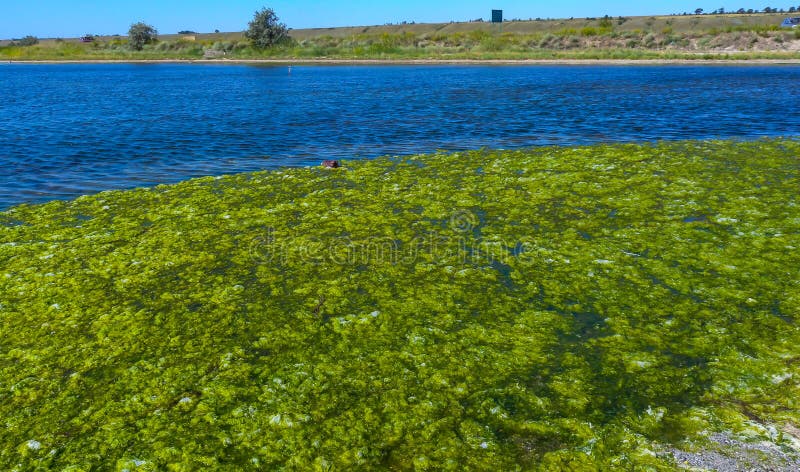 Clusters of Green Algae Ulva and Enteromorpha in a Lake in the Lower ...