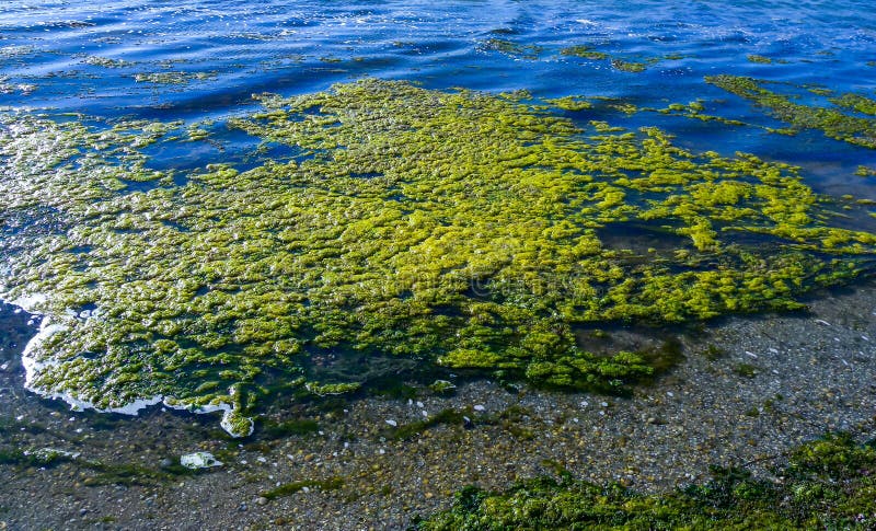 Clusters of Green Algae Ulva and Enteromorpha in a Lake in the Lower ...