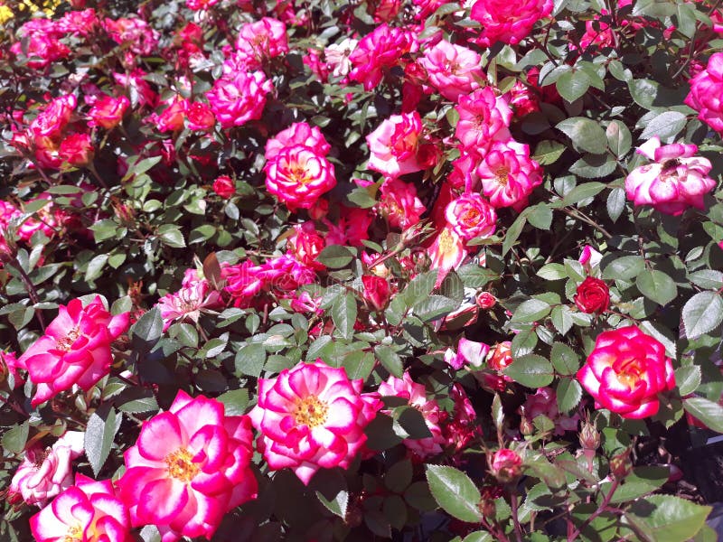 Clusters of little roses stock image. Image of pink - 150585041