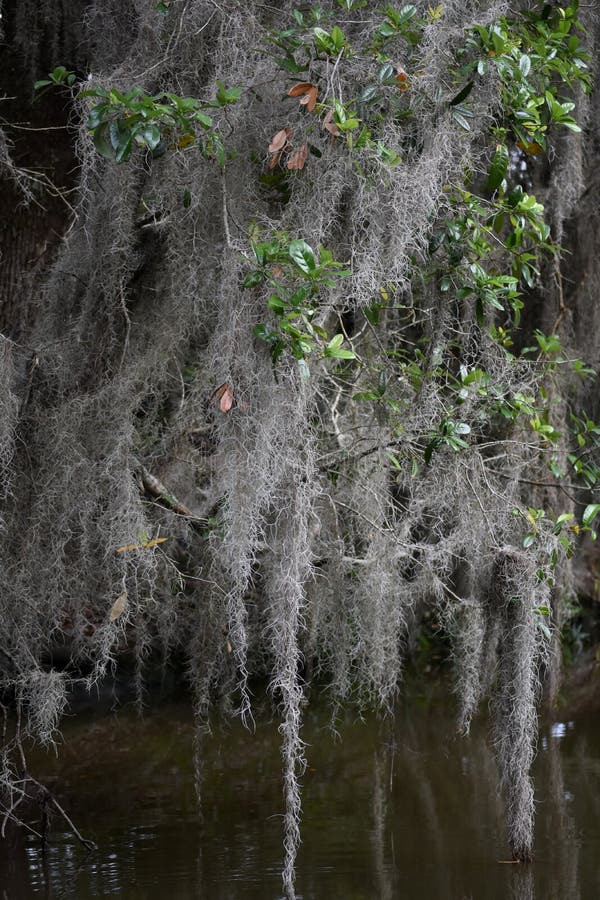 Clusters of Long Moss an Aerophyte Hanging from a Tree Stock Image ...