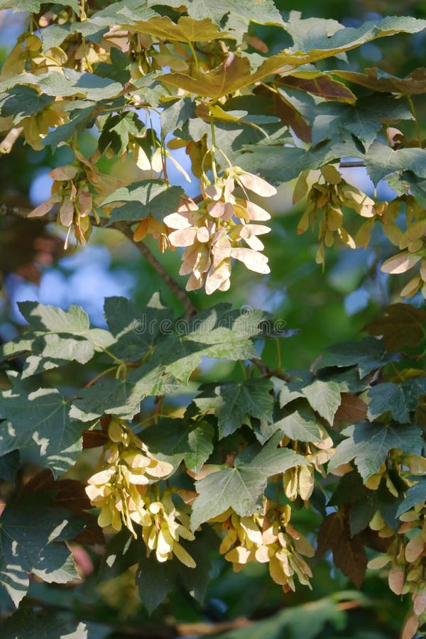 Maple tree seed cluster stock image. Image of forest - 129164107