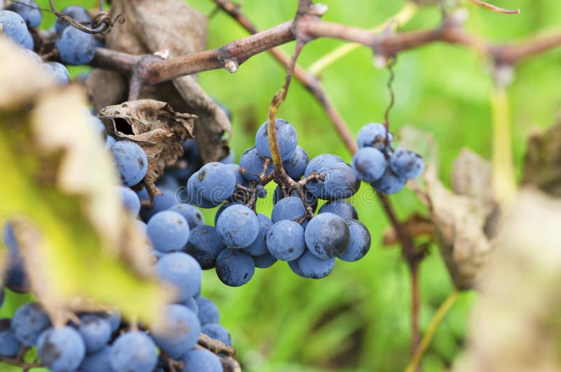 Clusters of Merlot and Leaves in Bulgarian Vineyard Stock Image - Image ...