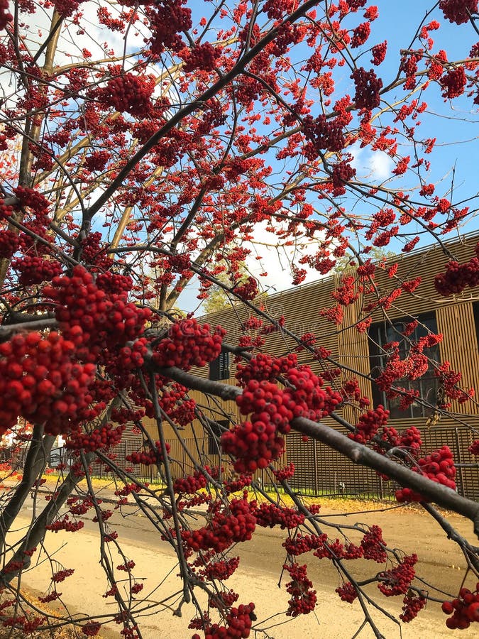 Clusters of Mountain Ash on a Background of Blue Sky and Clouds. Stock ...