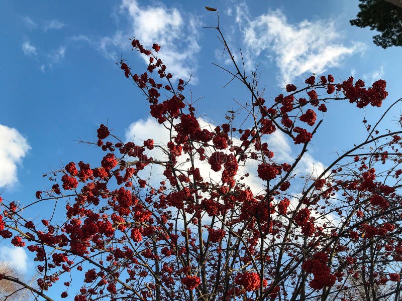 Clusters of Mountain Ash on a Background of Blue Sky and Clouds. Stock ...