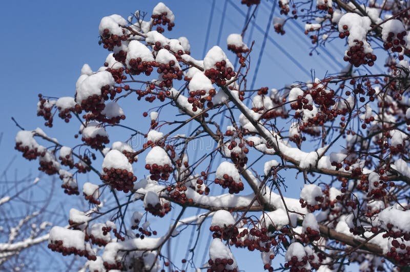 Clusters of Mountain Ash Under Snow Stock Image - Image of cluster ...