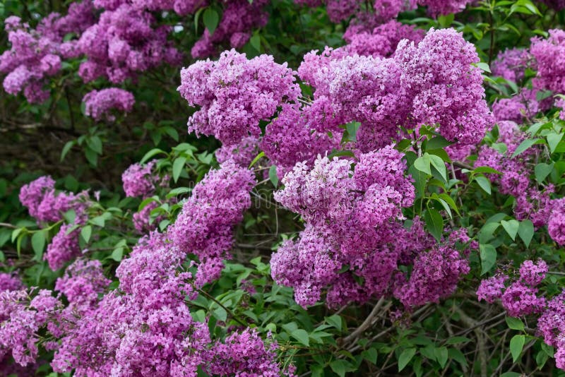 Clusters of pink lilac stock photo. Image of pink, blossom - 85992294