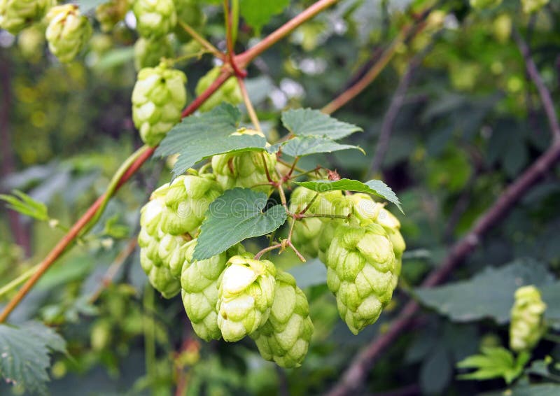 Clusters of a plant hop stock photo. Image of beer, production - 98682090