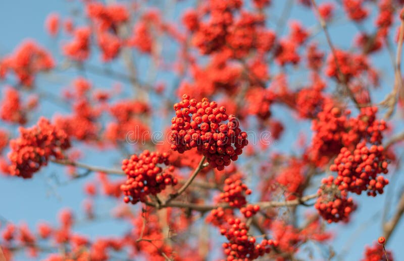 Clusters of red ash stock image. Image of bright, autumn - 39893247