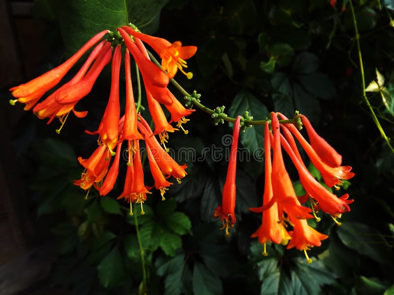 Clusters of Red Flowers Bells on Green Foliage Stock Photo - Image of ...