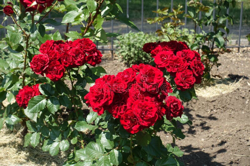 Clusters of Red Flowers of Roses Stock Photo - Image of park, leaf ...