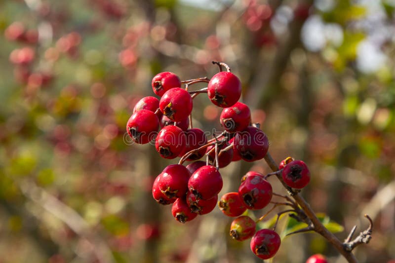 Clusters of Red Fruits Crataegus Coccinata Tree Close Up Stock Image ...