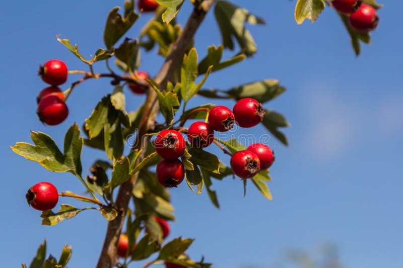 Clusters of Red Fruits Crataegus Coccinata Tree Close Up Stock Image ...