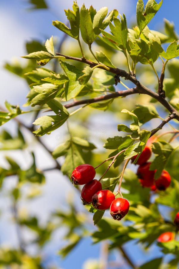 Clusters of Red Fruits Crataegus Coccinata Tree Close Up Stock Photo ...