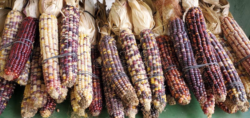 Clusters of Red and Gold Ornamental Corn Stock Image - Image of ...