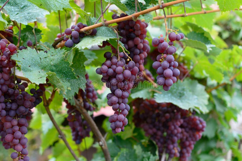 Clusters of red grape stock image. Image of agriculture - 37927847