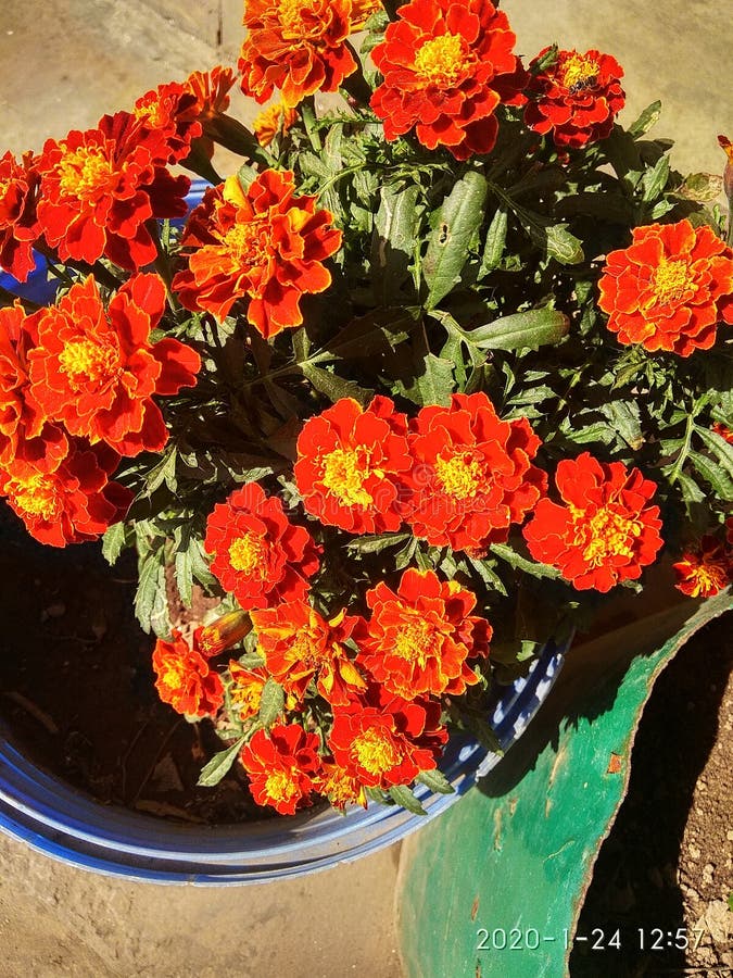 Clusters of Red Marigold Flowers in a Flower Pot Stock Photo - Image of ...