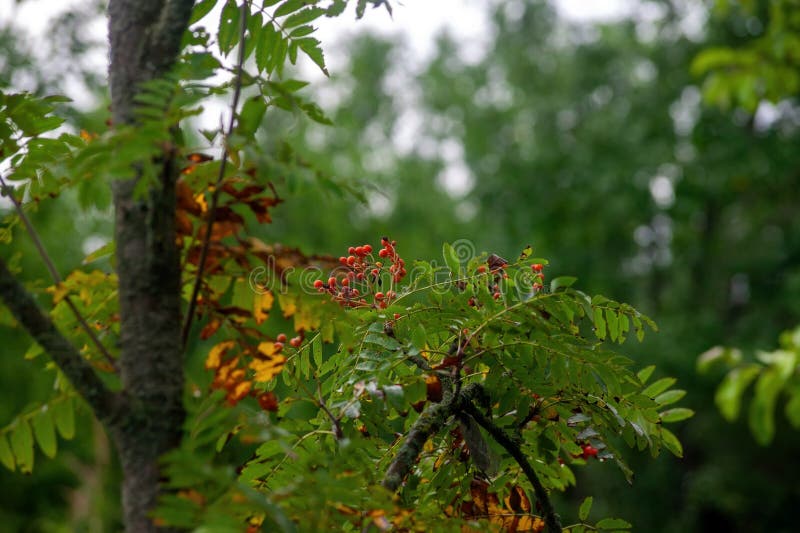 Clusters of Red Mountain Ash on a Branch Stock Image - Image of berry ...