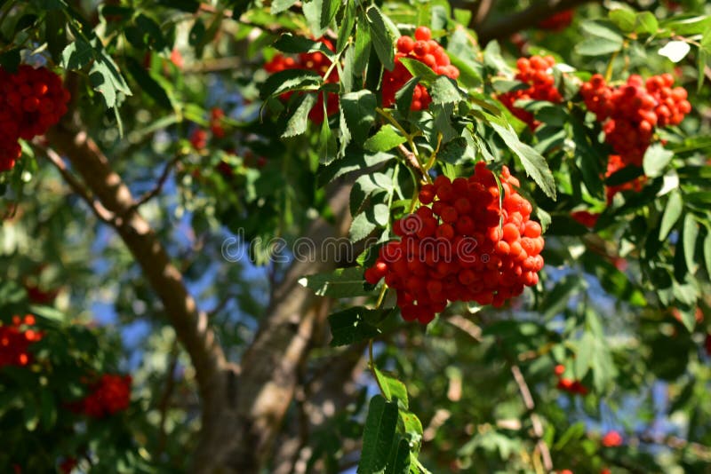 Clusters of Red Mountain Ash on the Tree. Stock Image - Image of bright ...