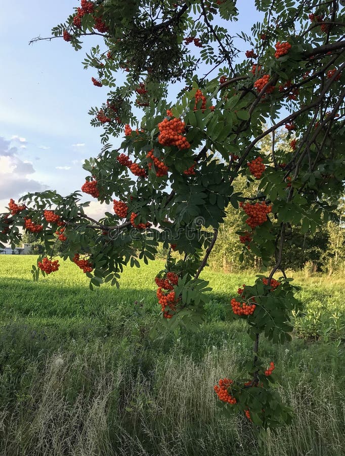 Clusters of Red Mountain Ash on a Tree Stock Photo - Image of forest ...