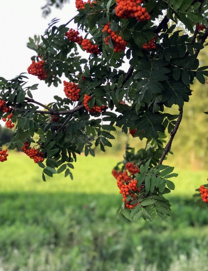 Clusters of Red Mountain Ash on a Tree Stock Image - Image of forest ...