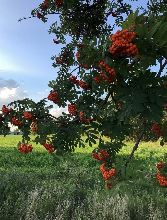 Clusters of Red Mountain Ash on a Tree Stock Photo - Image of leaf ...
