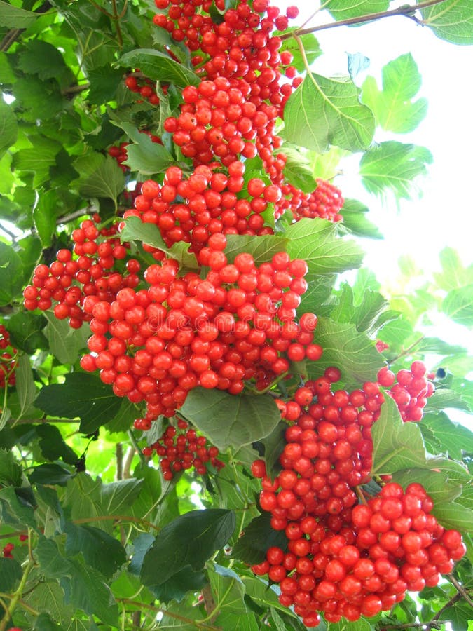Clusters of the Red Ripe Guelder-rose Stock Photo - Image of leaves ...