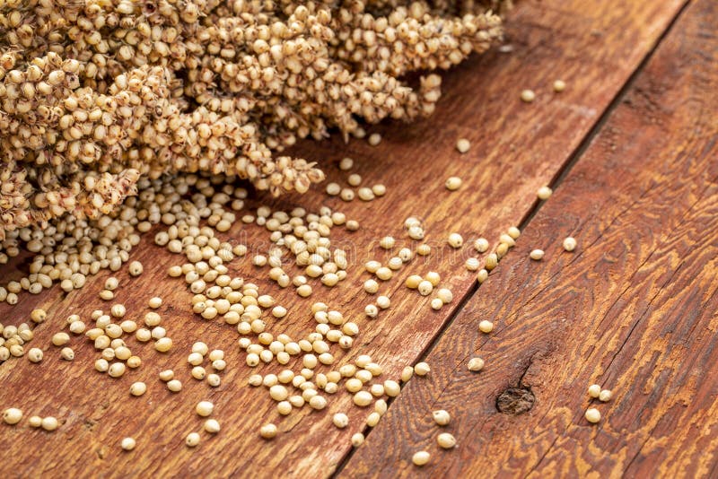 White sorghum seeds stock photo. Image of harvest, crop - 127858120