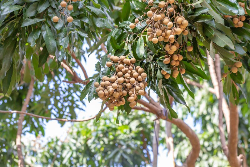 Longan on the longan tree stock image. Image of healthy - 363601005