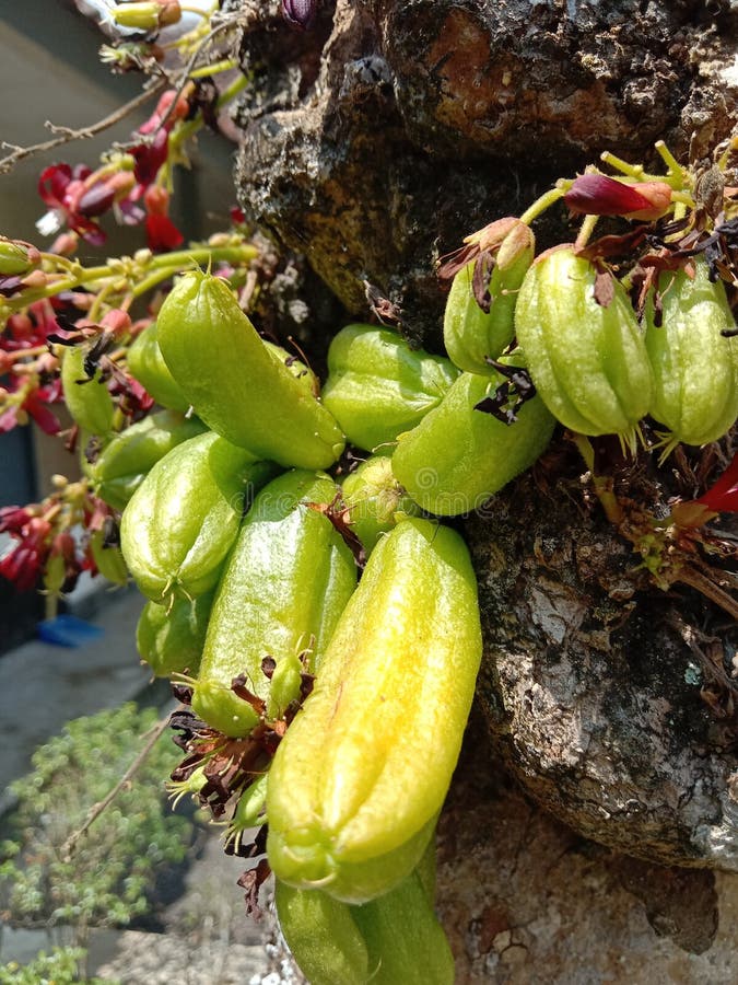 The Clusters of Starfruit on the Tree are Still Green, Meaning they are ...