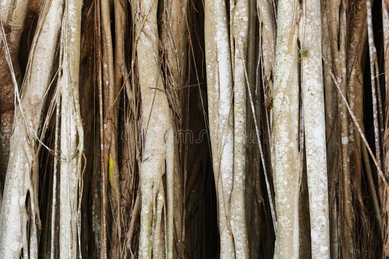 Banyan Tree Trunks Naples Zoo Florida Stock Photo - Image of banyan ...