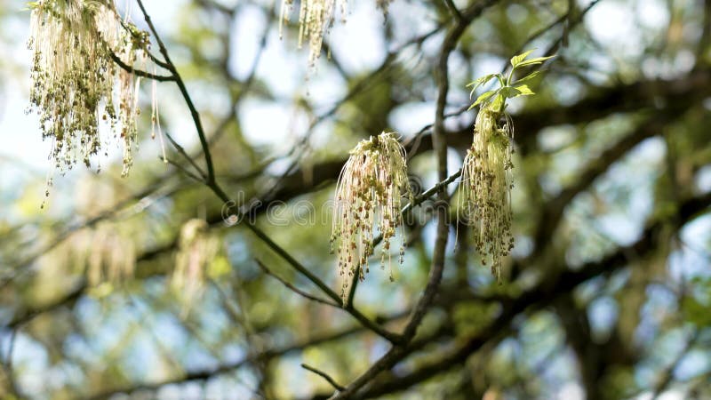 Clusters of Thin Maple Inflorescences Hanging from Branches of Spring ...