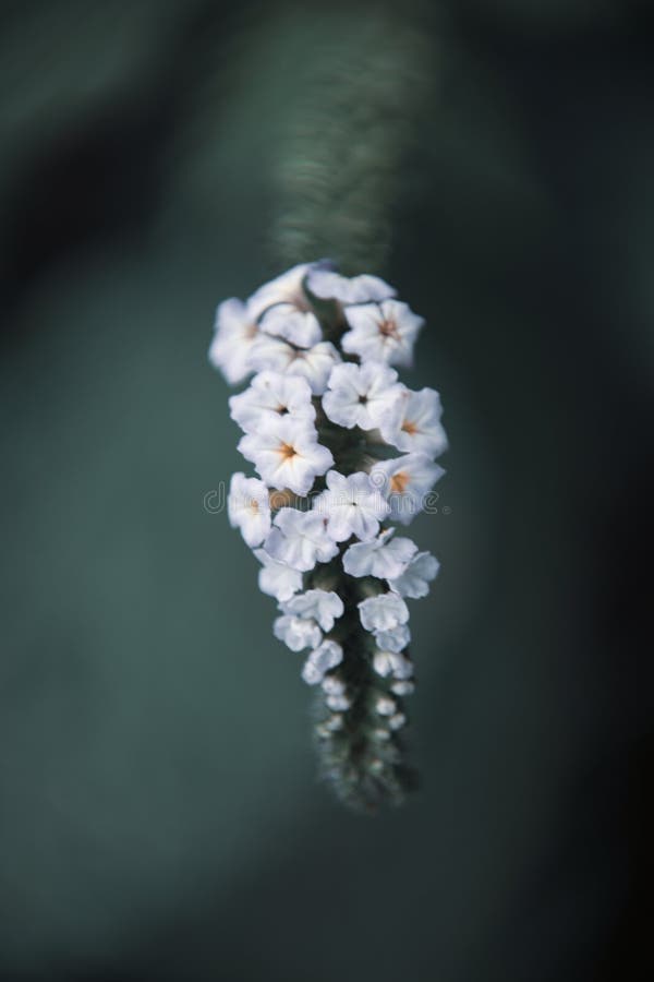 Clusters of White Flowers on One Stalk Stock Image - Image of black ...