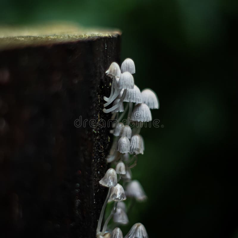 Clusters of White Mushrooms on Weathered Stems Stock Photo - Image of ...