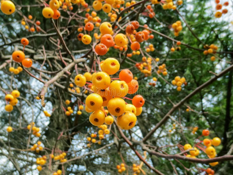 Clusters of Wild Apple Fruit on a Tree. Stock Photo - Image of food ...