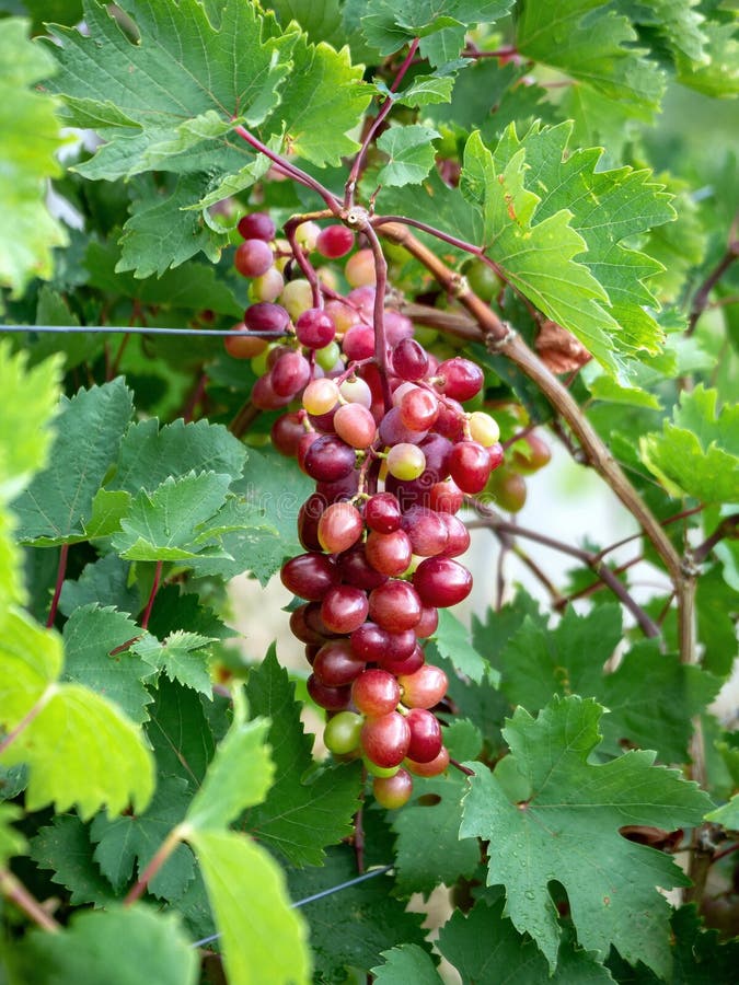 Clusters of Wild Grapes on a Background of Leaves Stock Photo - Image ...