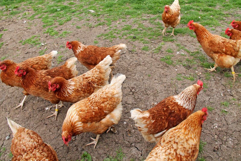 Clutch of Hens. stock image. Image of beak, nature, brown - 32661289