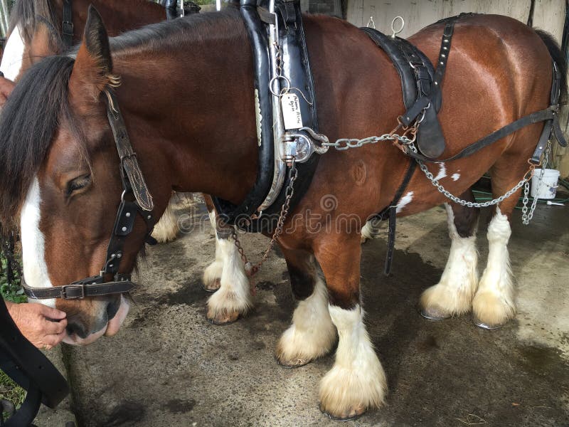 Clydesdale Horses Stock Photos - Download 279 Royalty Free Photos