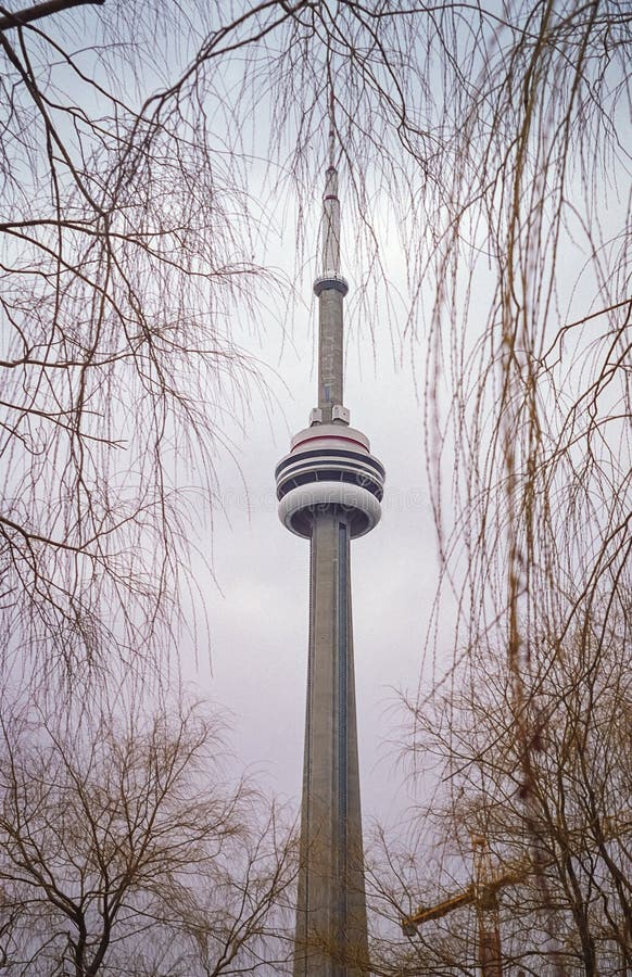 CN Tower, Toronto, Canada Viewed through Hanging Branches Editorial ...