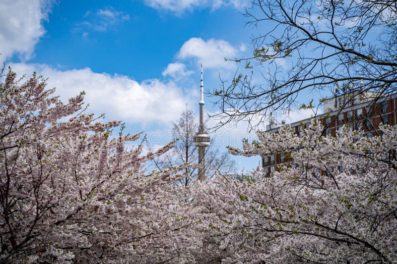 CN Tower View during Cherry Blossom Season in Toronto. Editorial Stock ...
