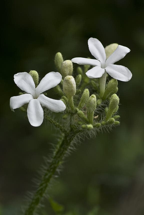 Rash Spreading To Entire Body Stock Photos - Free & Royalty-Free Stock ...