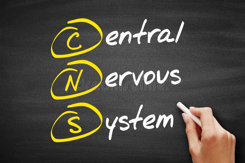 CNS - Central Nervous System Acronym, Concept on Blackboard Stock Image ...