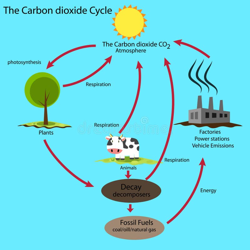 Co2 stock vector. Illustration of green, scheme, respiration - 60942233