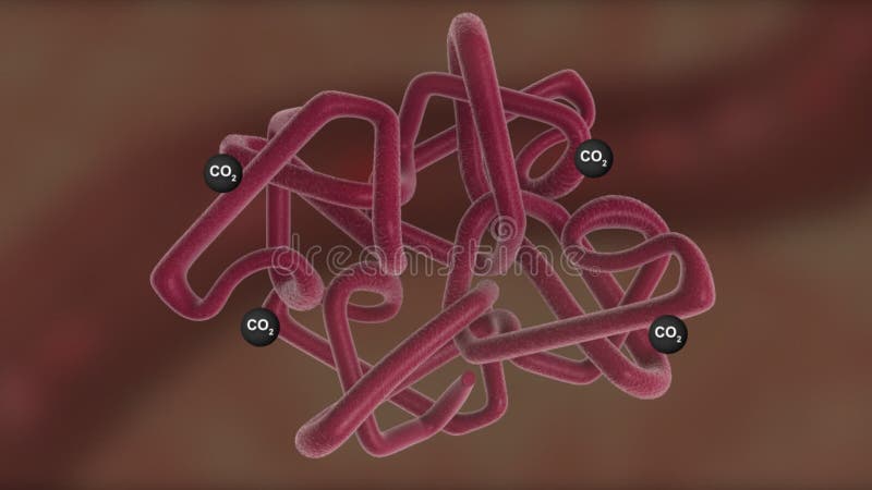 Co2 Transport in Red Blood Cell Stock Footage - Video of cells, human ...