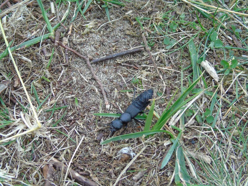 Coach House Beetle Scurrying in the Pathway Stock Photo - Image of ...