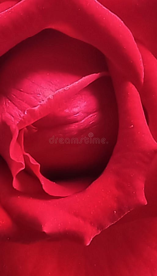 Coaching Images, Textures and Patterns Beautiful Red Rose Petals Blur ...