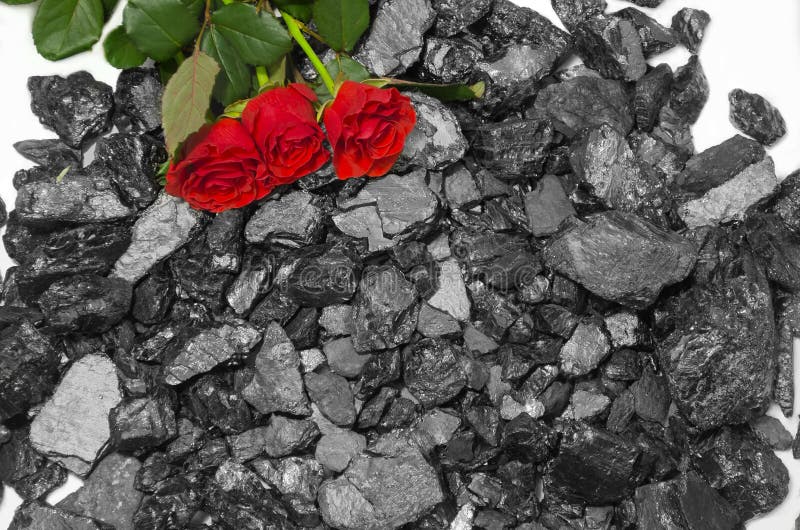 Coal Flower Background Red Roses Stock Photos - Free & Royalty-Free ...