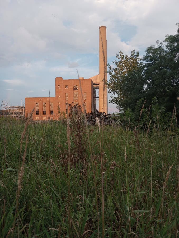 Coal oil plant stock photo. Image of reflection, flower - 255622344