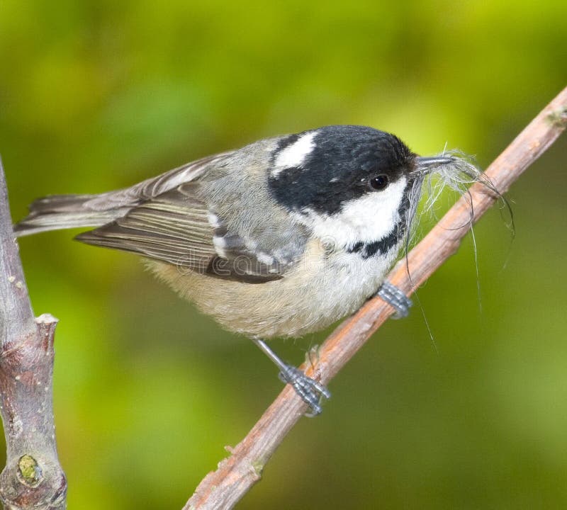 Coal tit stock image. Image of animal, titmouse, songbird - 3047237