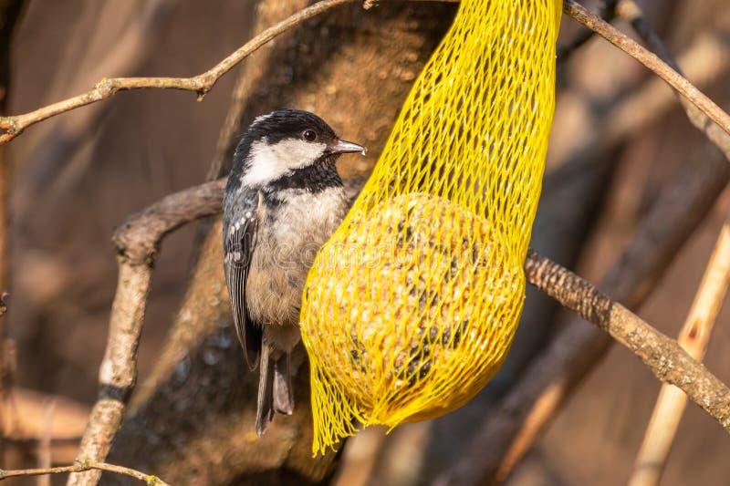 Coal Tit Bird at the Feeder with a Tallow Ball on a Tree Branch, in the ...